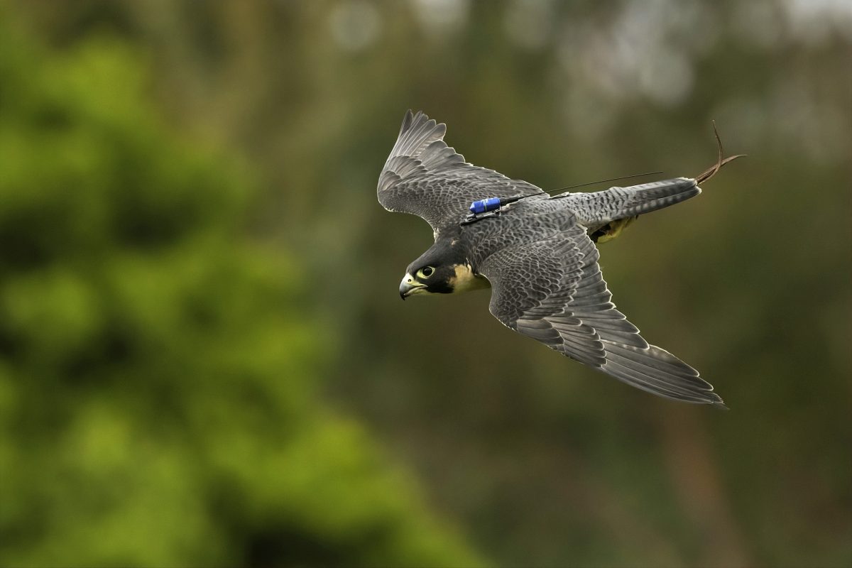 Asterix - Leigh Valley Hawk and Owl Sanctuary