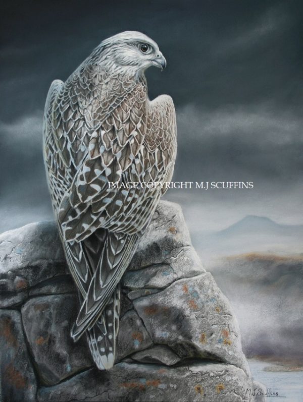Gyrfalcon - Limited Edition Print - Leigh Valley Hawk and Owl Sanctuary